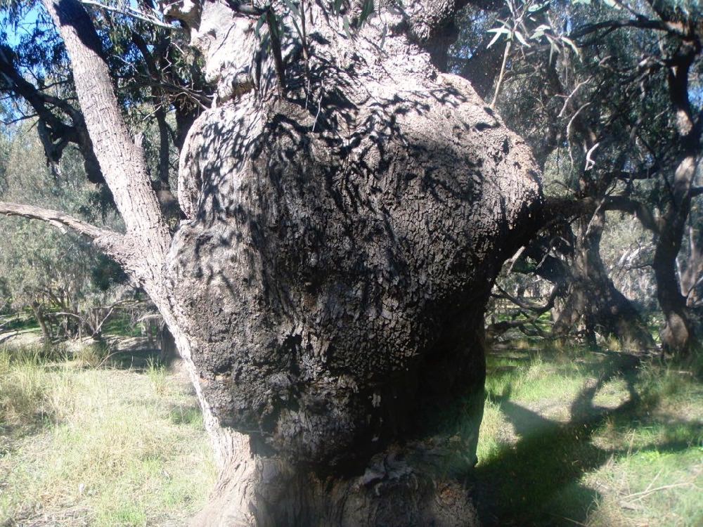 AustralianBurls.com - Burl Harvesting